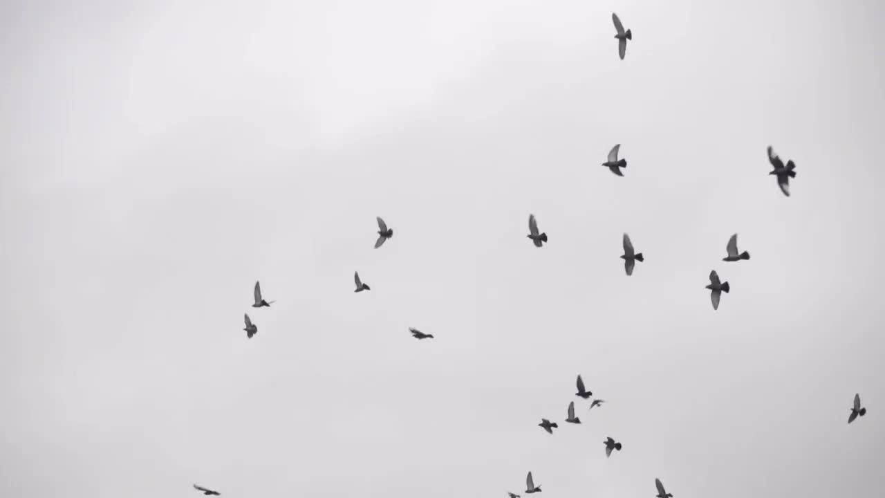 Ravens Flying In A Flock